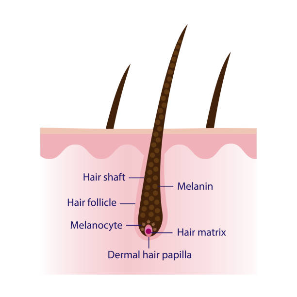 The Science of Hair: Understanding Your Hair's Structure – KERA BOND